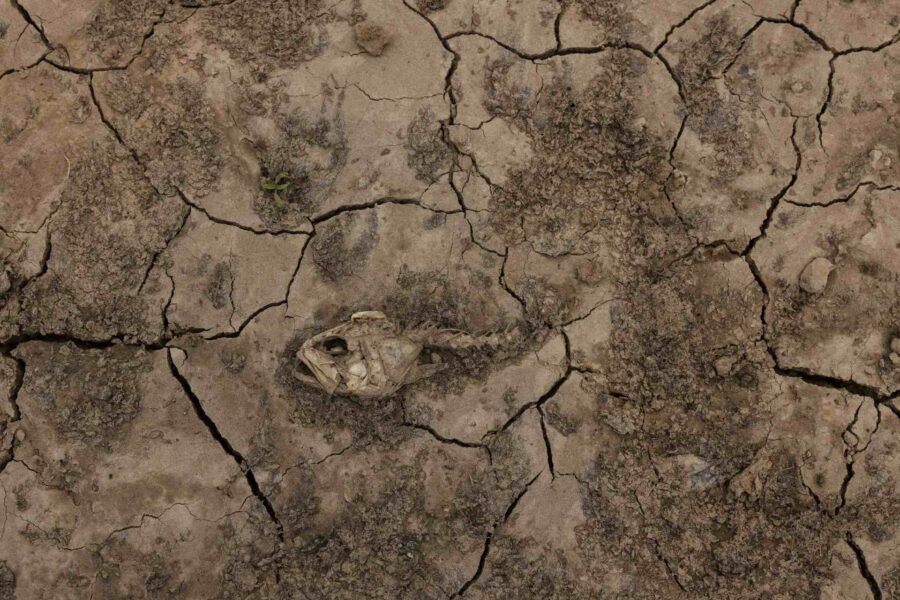 Lago Tefé encolheu 75% em seca extrema e botos amazônicos ficaram sem ...